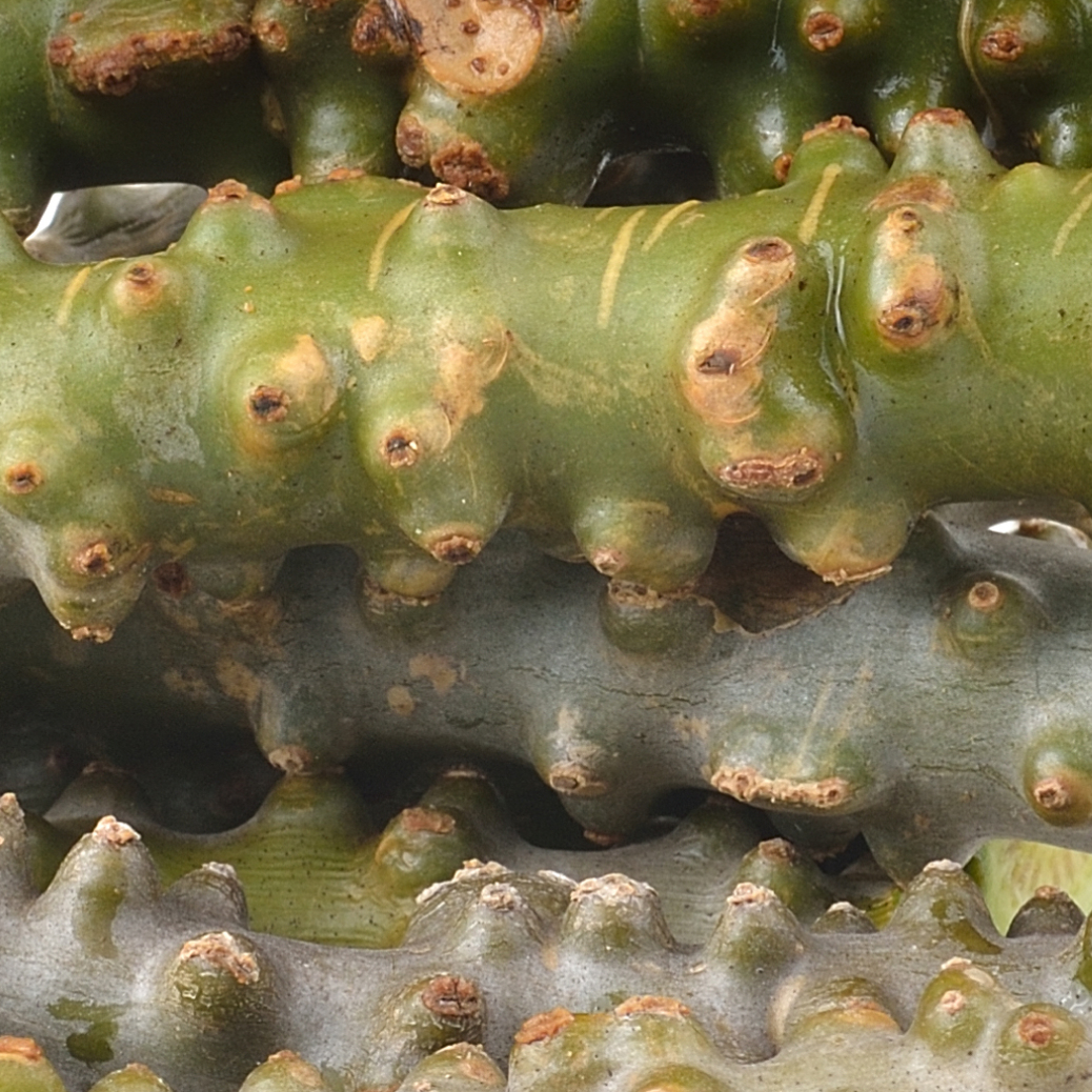 Nutraceutical Products Ingredients | Akay Bioactives