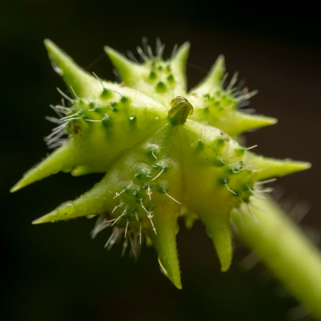 Botanical Extracts Manufacturer | Akay Bioactives