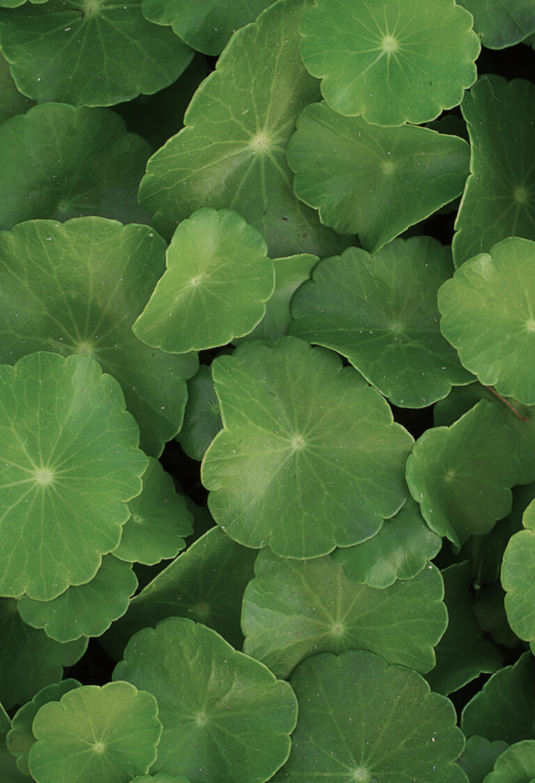 Natural Extract Manufacturer in USA | Akay Bioactives