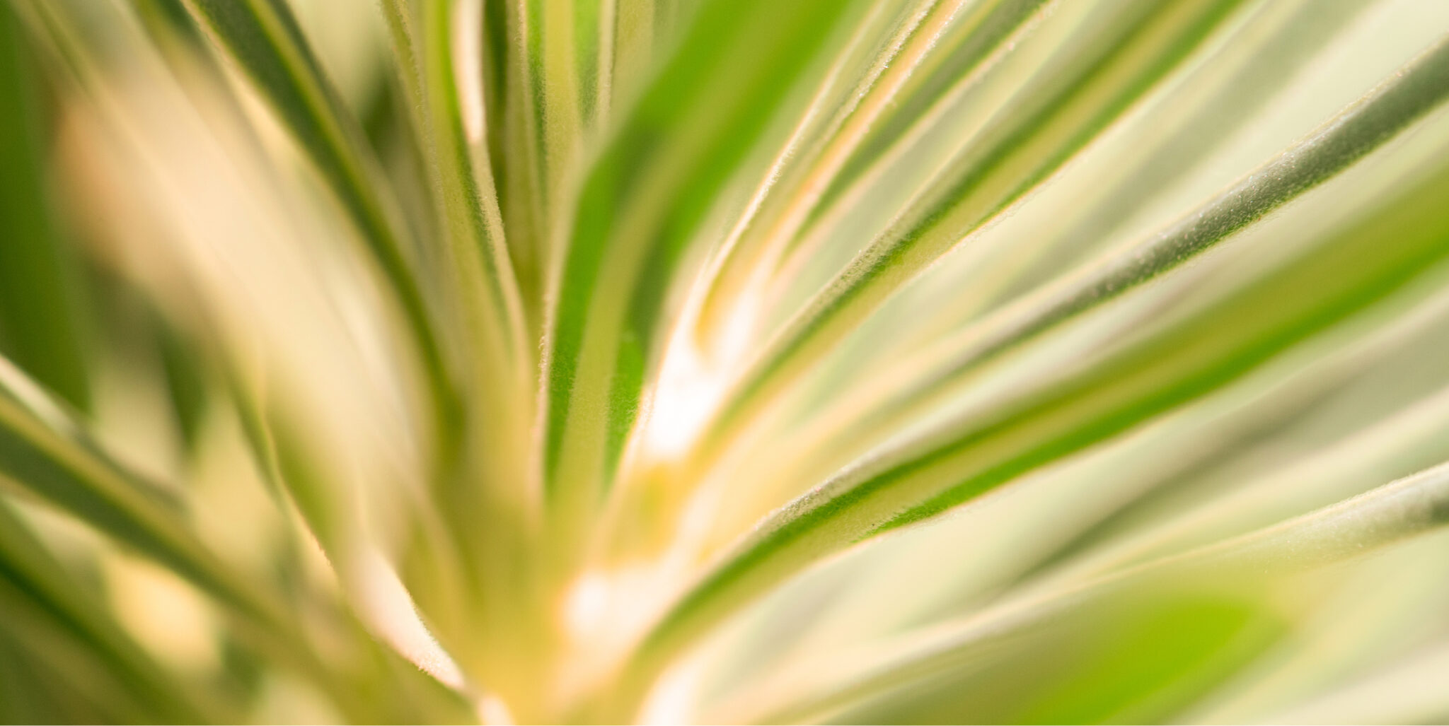 Nutraceutical Ingredient Manufacturer in USA | Akay Bioactives