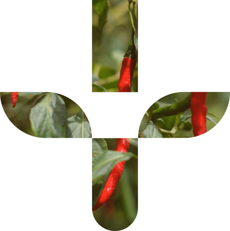 CurQfen - Turmeric and Curcumin Extract Manufacturer in USA