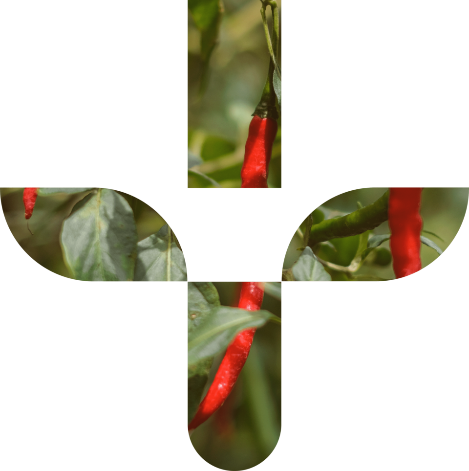 Nutraceutical Ingredient Manufacturer in USA | Akay Bioactives