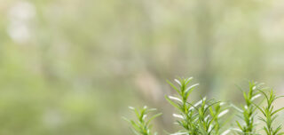 Bioavailability and Patented FenuMat Technology | Akay Bioactives